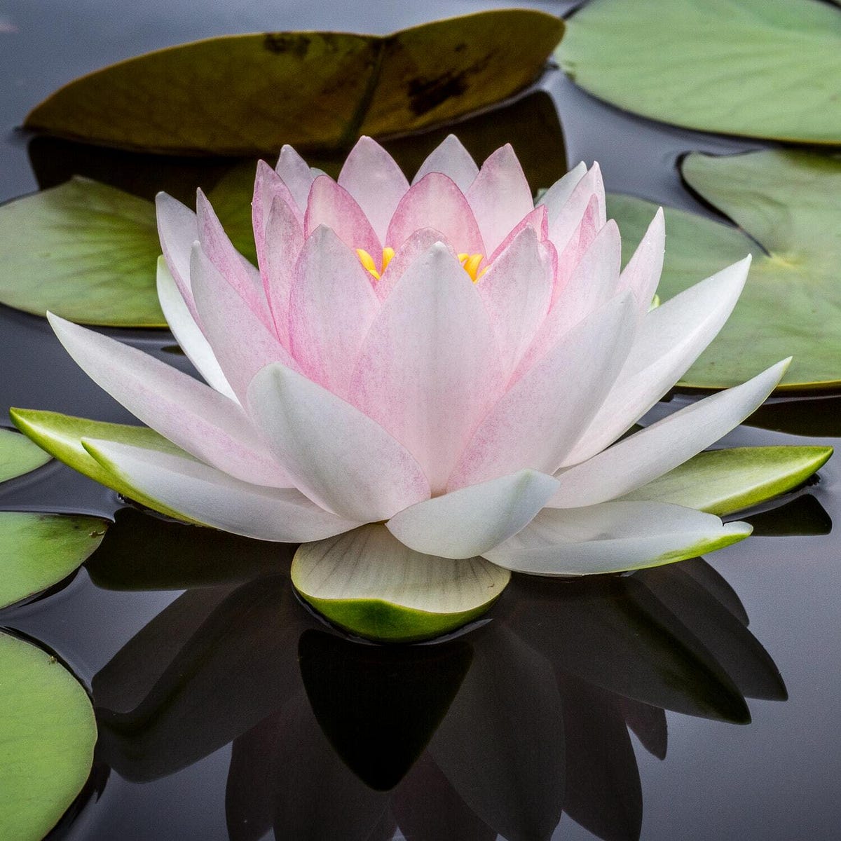 Towards Wellness Medium