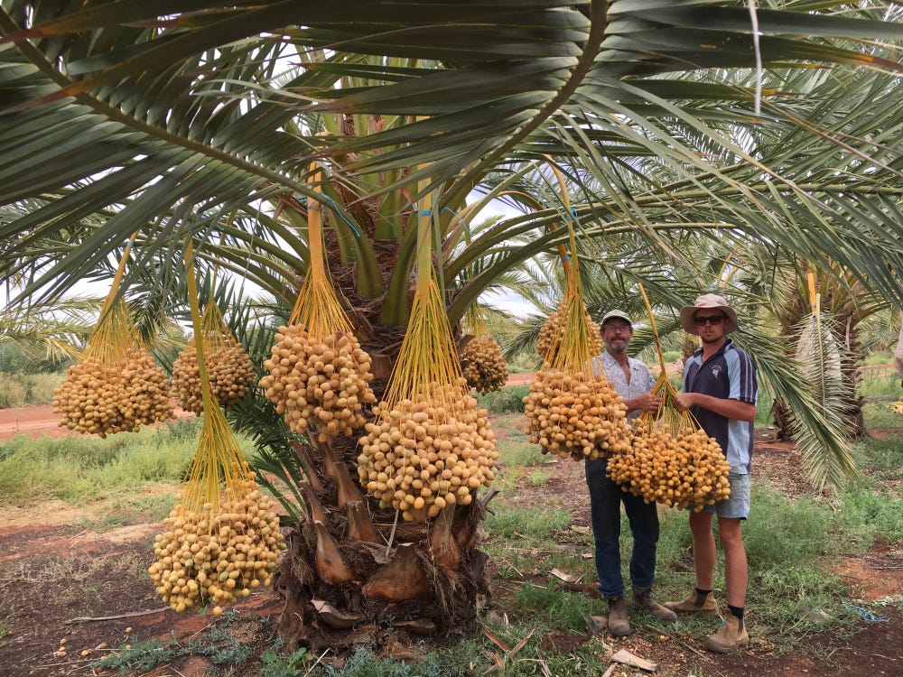 THE TREE OF LIFE? Palms, Palm Sunday & the Victory of Life over Death