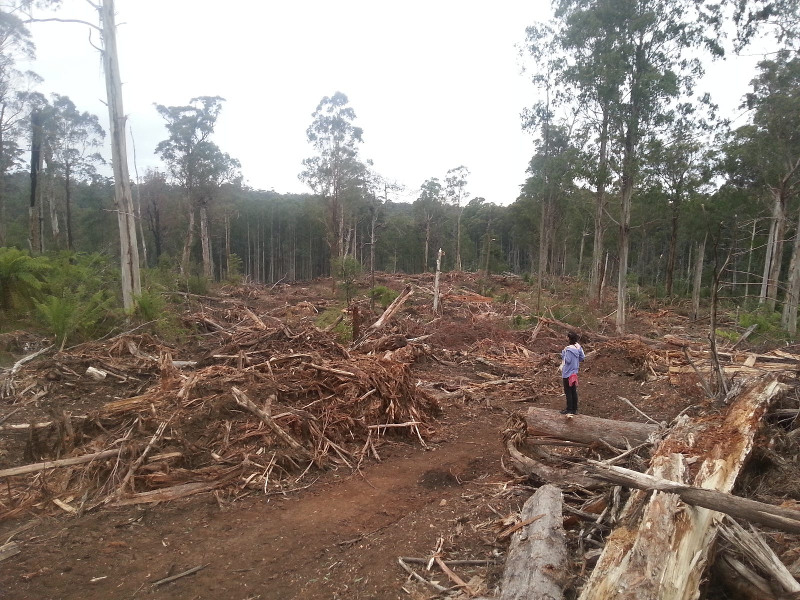 Forest Devastation in the South-East – Wilderness Witness – Medium