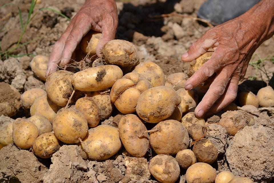 Top 10 Potatoes in the United States – Appfront – Medium