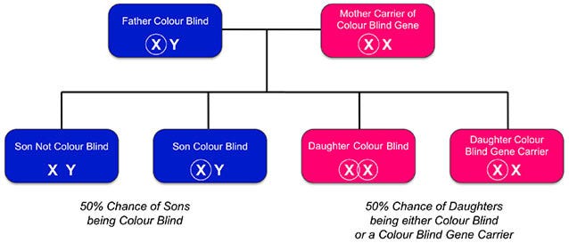 Red Green Color Blindness Treatment – Iris – Medium