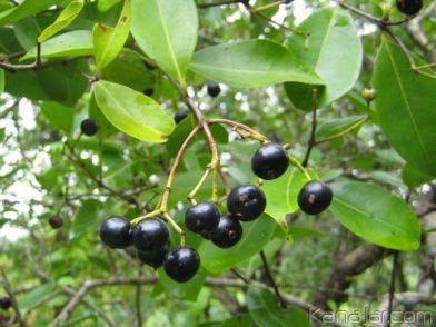 Top 9 Must-try Sri Lankan fruits – Scribe Project – Medium