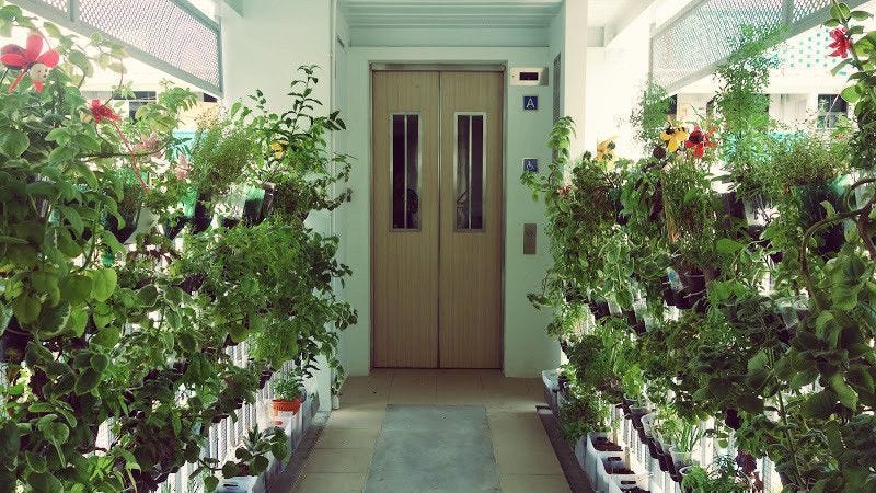My experience with succulents & High Rise Apartment Gardening/Farming