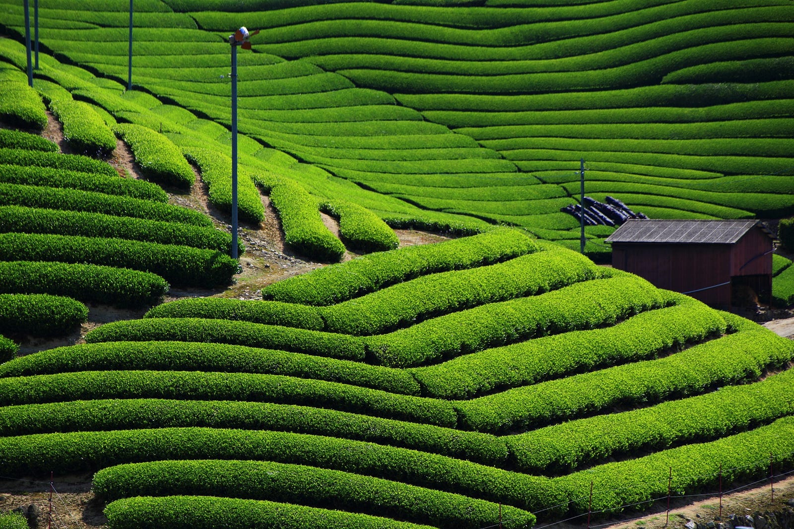 Japanese Tea Farm
