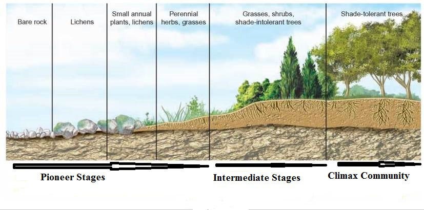 Ecology — Mnemonic – Ramneet Kaur – Medium