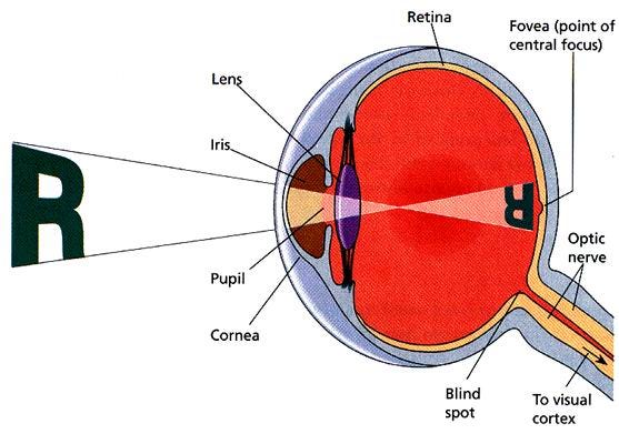 La definición de la visión humana – Medium en español – Medium