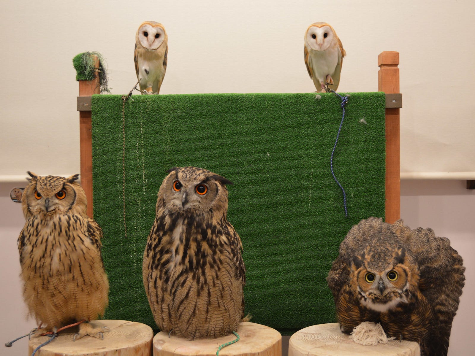8 Best Animal Cafes In Tokyo Japan Travel Guide JW Magazine 8 Best Animal Cafes In Tokyo Japan Travel Guide JW Magazine