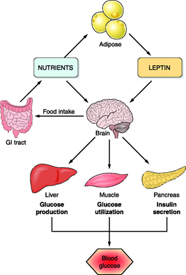 Insulin and Leptin in the Central Nervous System — by Wendy with TeamFUD
