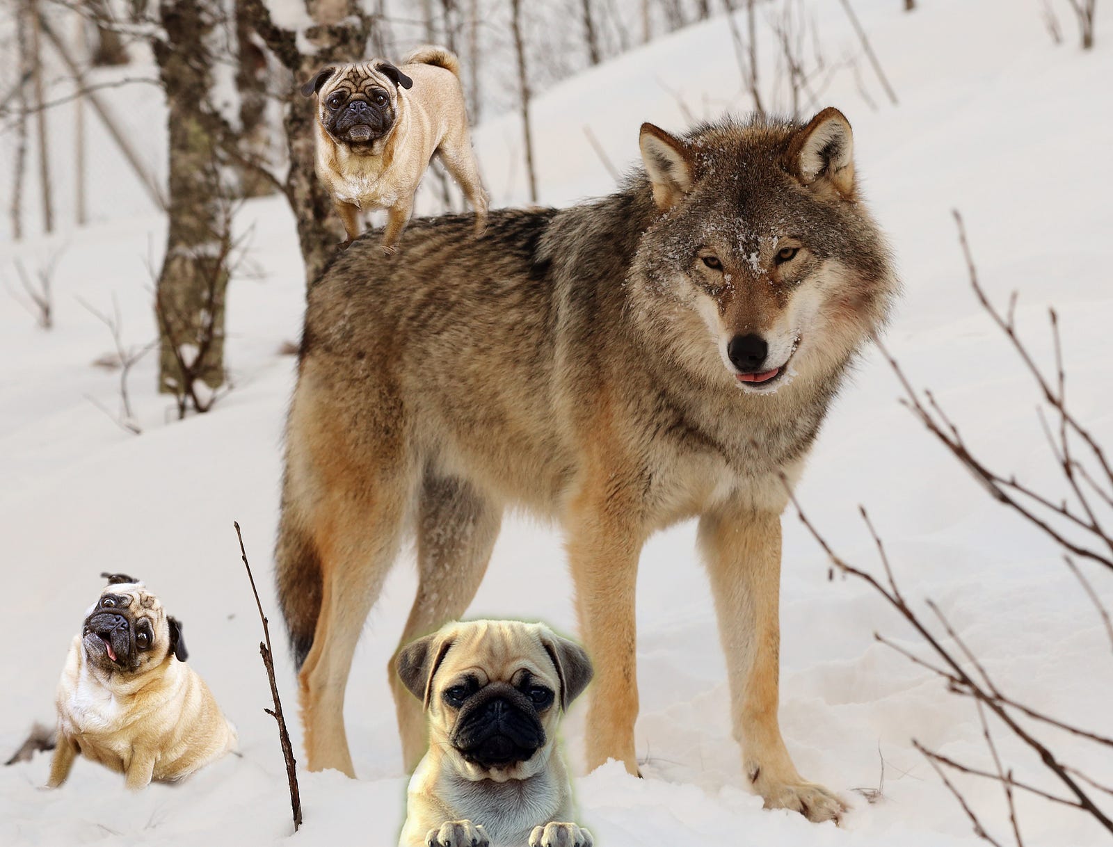 From Wolf to Pug: What happened? – Sammy Tieng – Medium