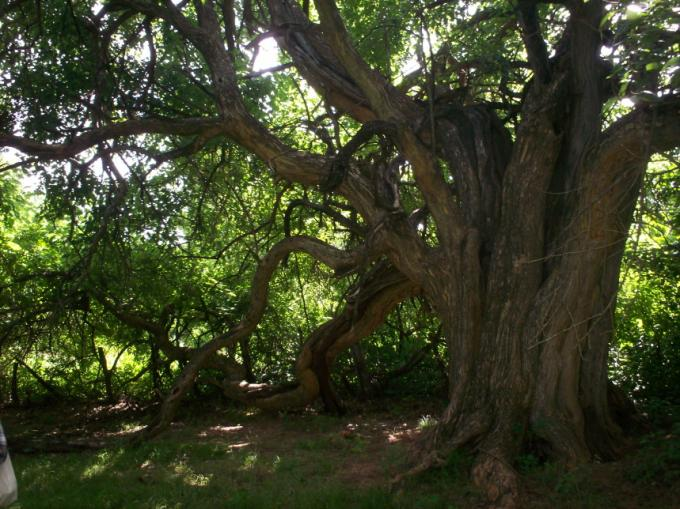 A Tribute to Bow-Wood and Hedge Apples – Tricia Haas – Medium