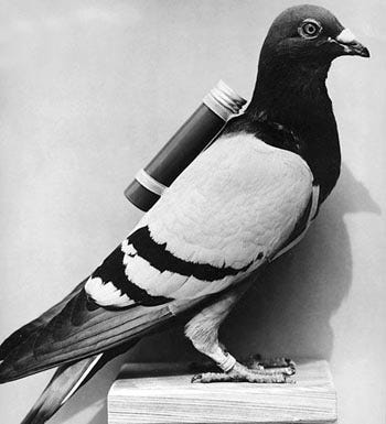 Last Carrier Pigeon
