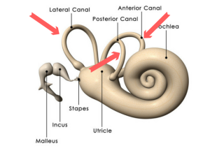 The Anatomy of Vertigo – Dr. Jonathan Chung – Medium