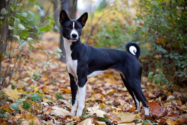 5 Amazing Facts About Basenjis – Satish Yadav – Medium