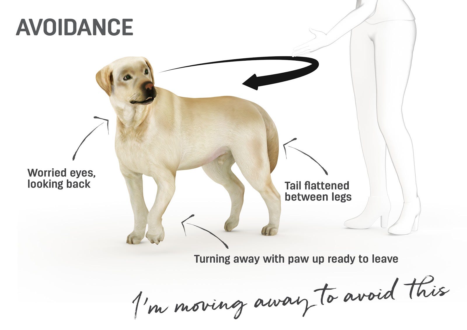 Learn how to speak dog! – Happy Hound – Medium