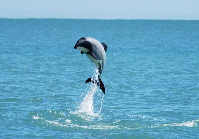 Native Animals of New Zealand – New Zealand thoughts – Medium