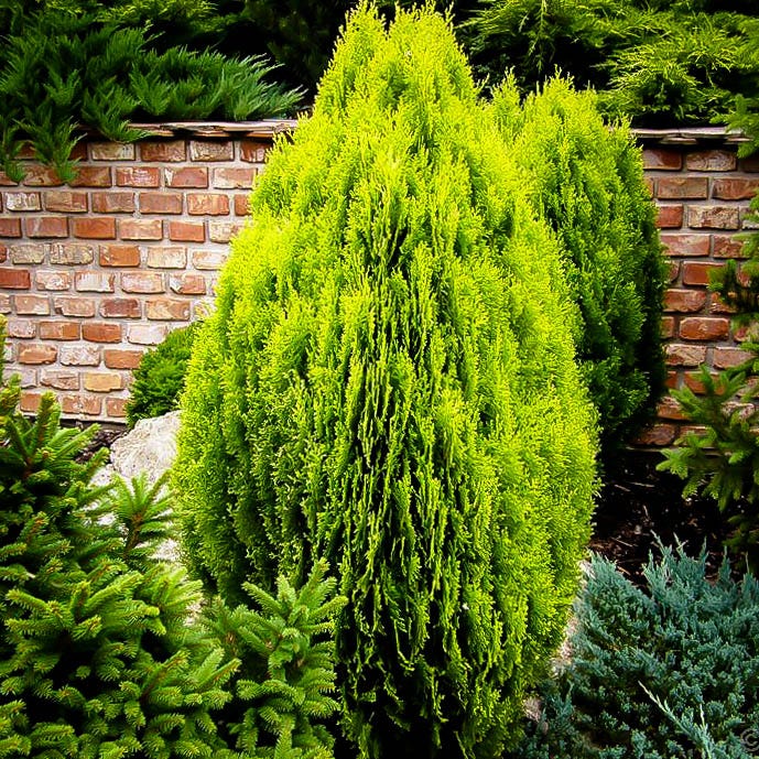 Thuja Green Giant Guide – Elsie Lewis – Medium