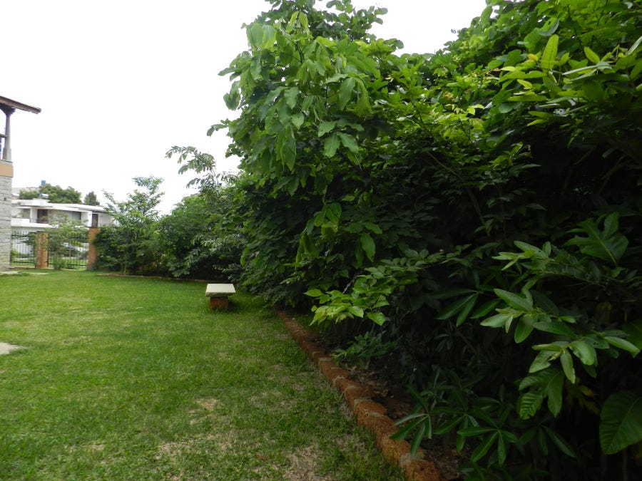 How to Grow a Forest Really, Really Fast – TED Fellows