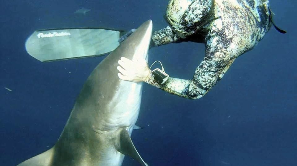 What Are The Odds Of Getting Bit By Both A Bear And A Shark?