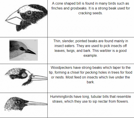 That Hookbill In Your Home — How Much Do You Know About Bird Beaks?