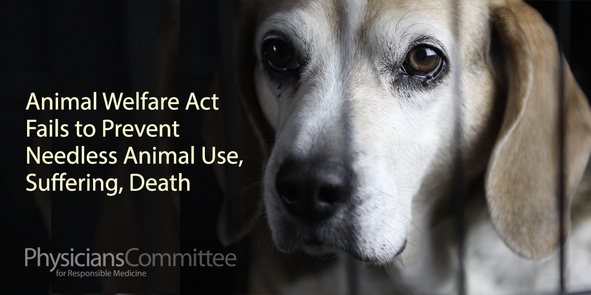 Animal Testing Is Wrong – Lucky Vang – Medium