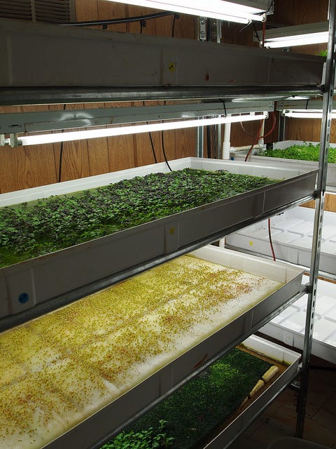 Other people’s microgreens grow racks & lights – new farmer – Medium