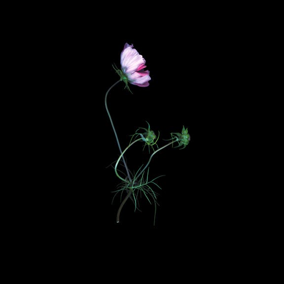 Scanography (part one) – SCANOGRAPHY (photography with a scanner) – Medium