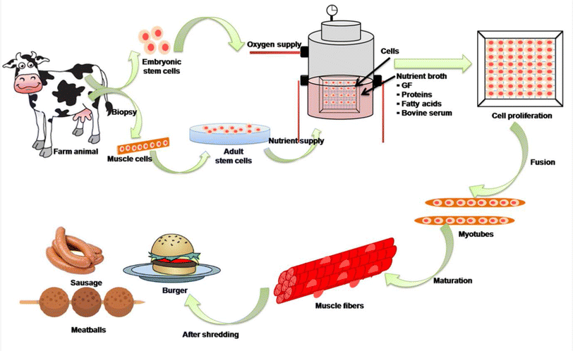 Believe In Lab Grown Meat Hugh Ratcliffe Medium Believe In Lab Grown Meat Hugh Ratcliffe Medium