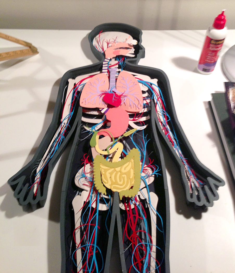 Making The Human Body app more human – Tinybop Labs – Medium