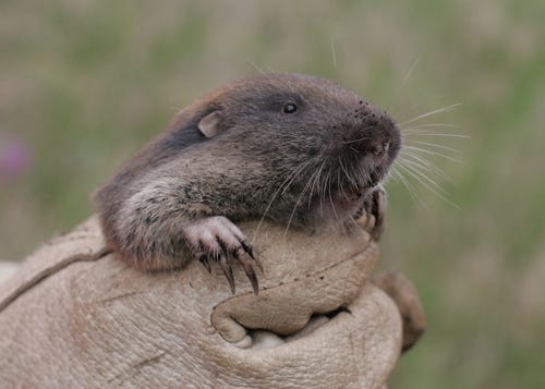 Mazama Pocket Gopher – Shannon Costin – Medium