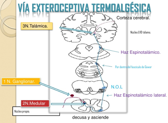 FUNCIONES SENSORIALES, SENSITIVAS Y MOTRICES – Neuro Five Leytoncitos ...