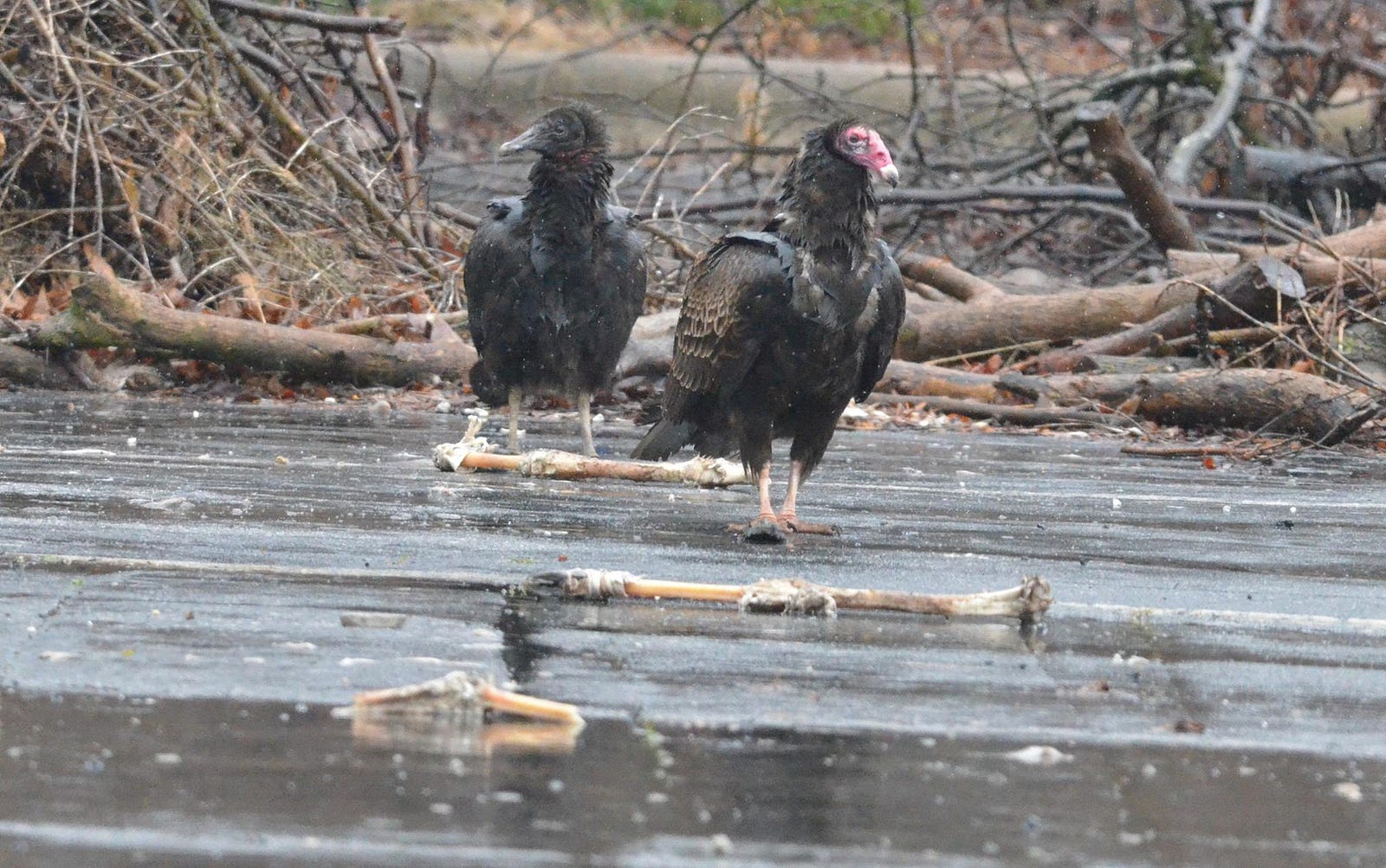 Vultures are awesome. – Environmental Education – Medium