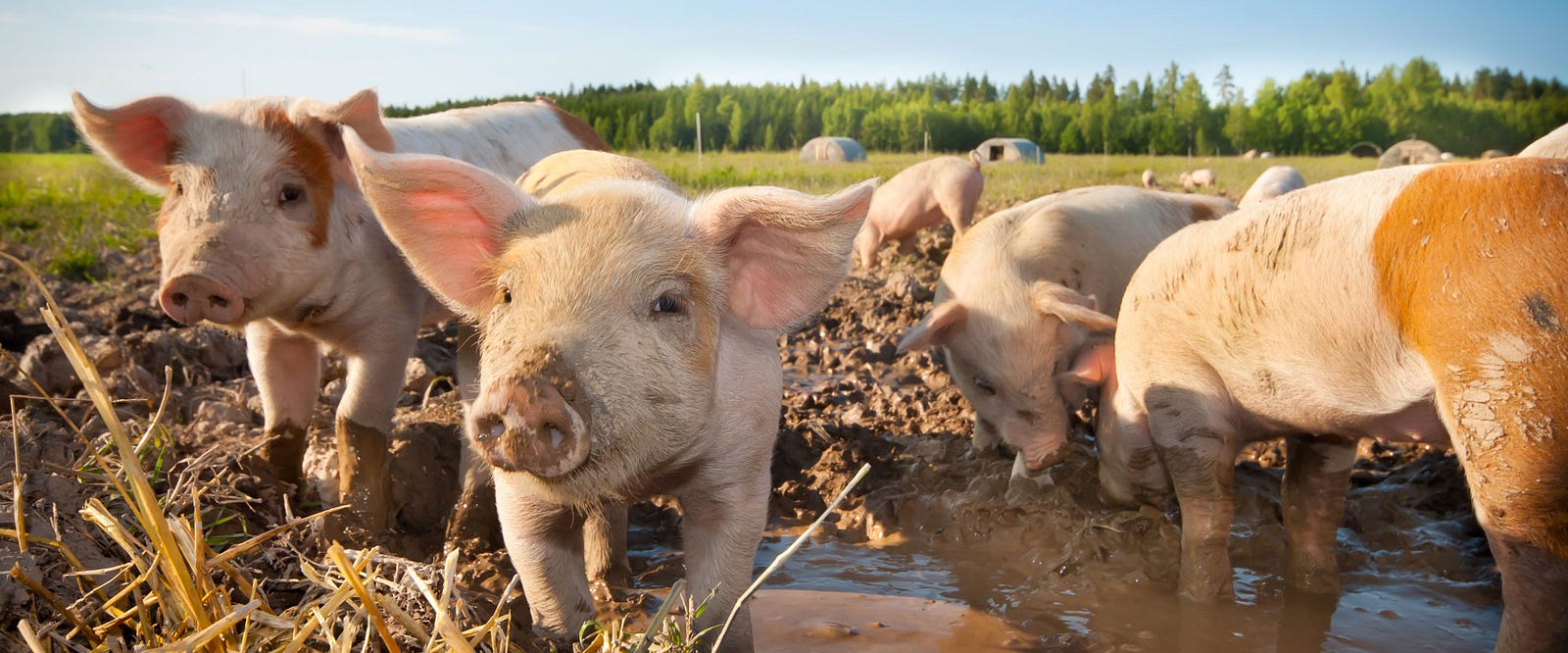 Studying a new species of bacteria that are making pigs sick