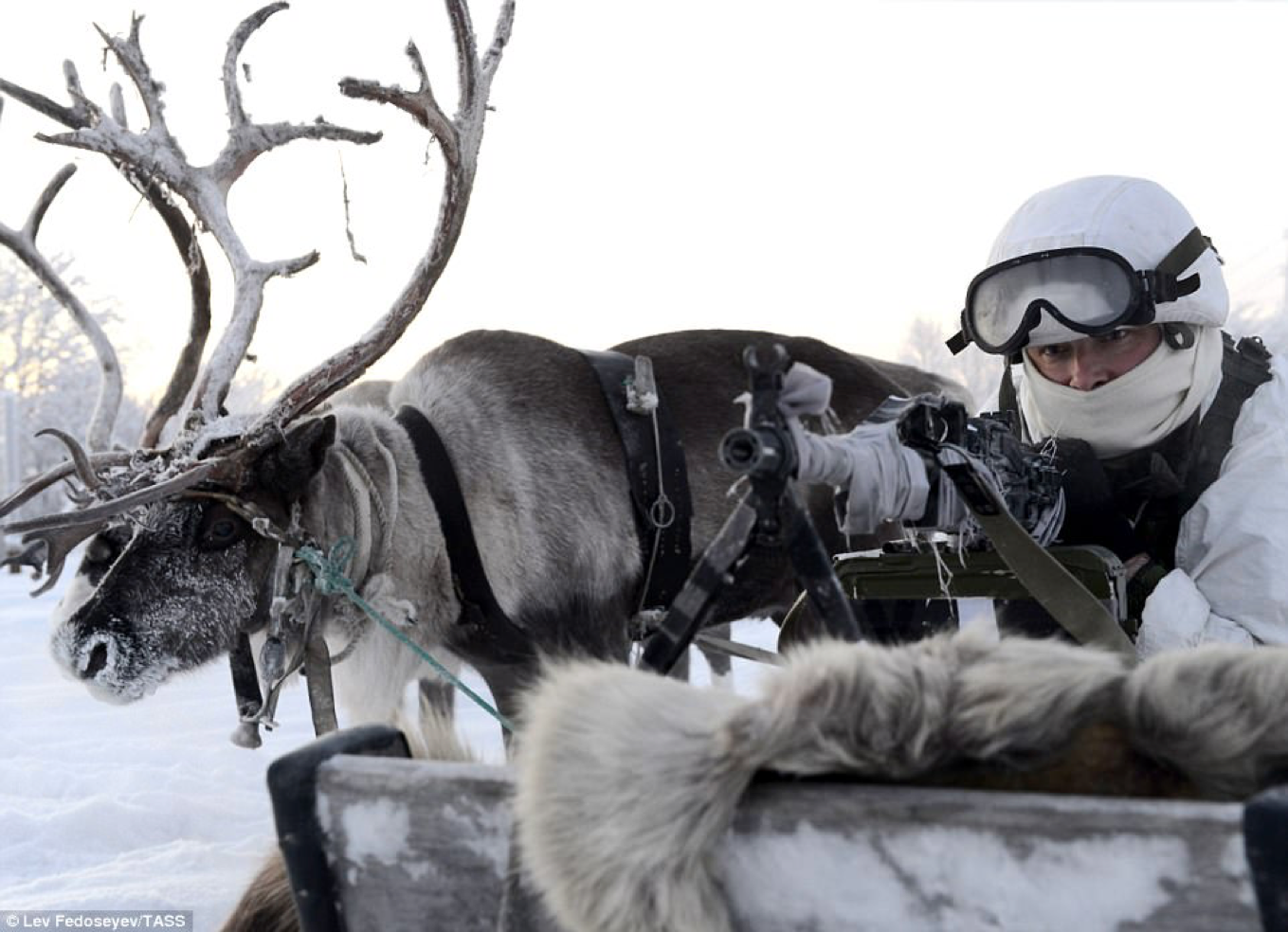 #MeanwhileInTheArctic: Russian Battle Reindeer – DFRLab – Medium