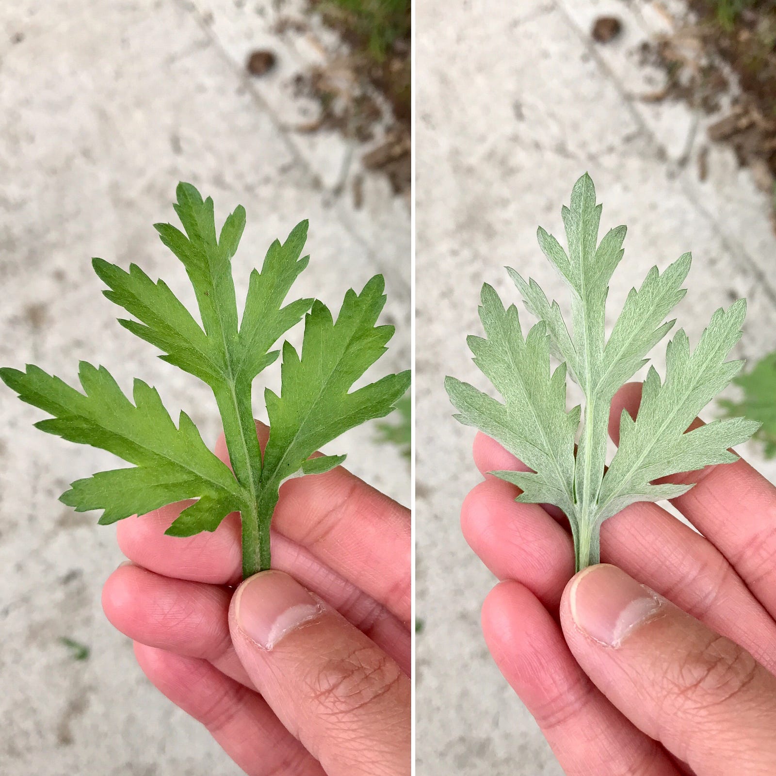 Mugwort — The wild edible and recipes – Mei Wong – Medium