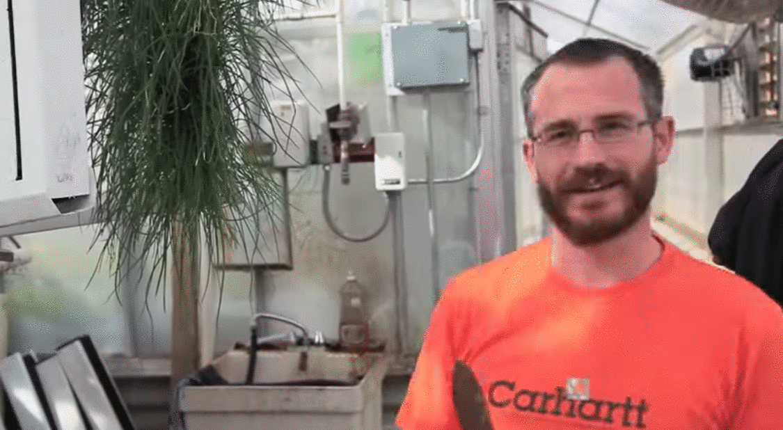 Growing Chives in Hydroponics (without soil) – Bright Agrotech – Medium