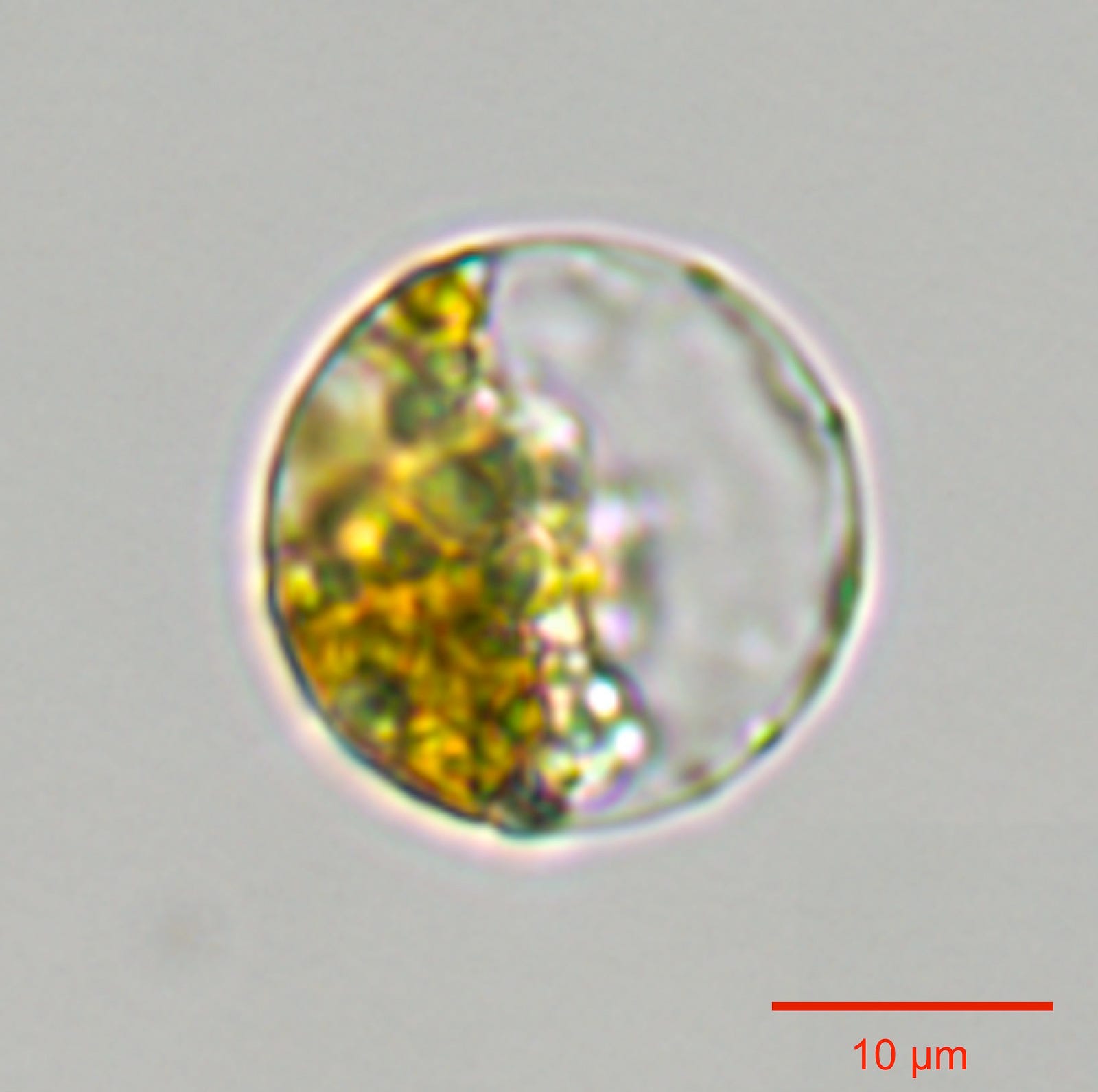 What Makes Algae Reproduce Sexually Science Friday Spoonfuls Medium