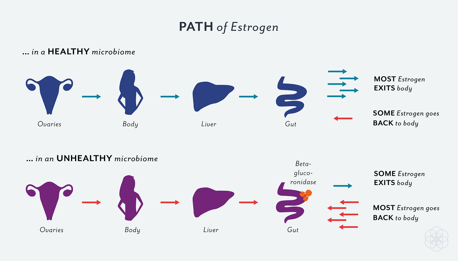 How your gut affects your hormones – Clued In – Medium