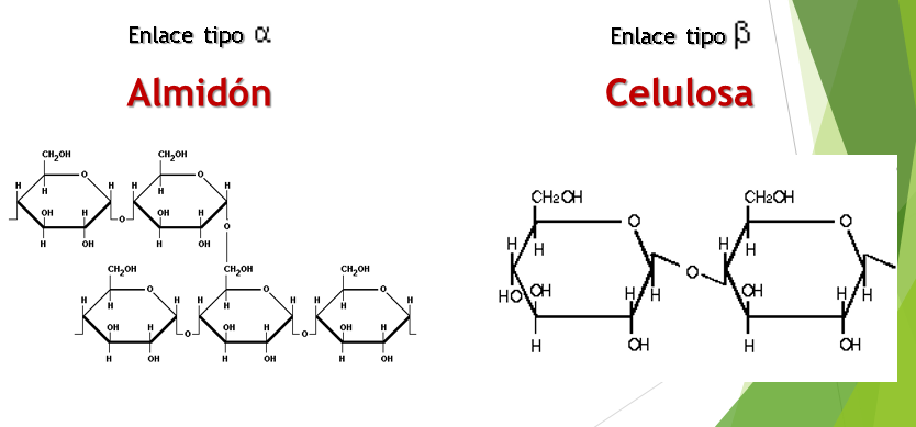 Macromoléculas: Carbohidratos – Edith Ledezma – Medium