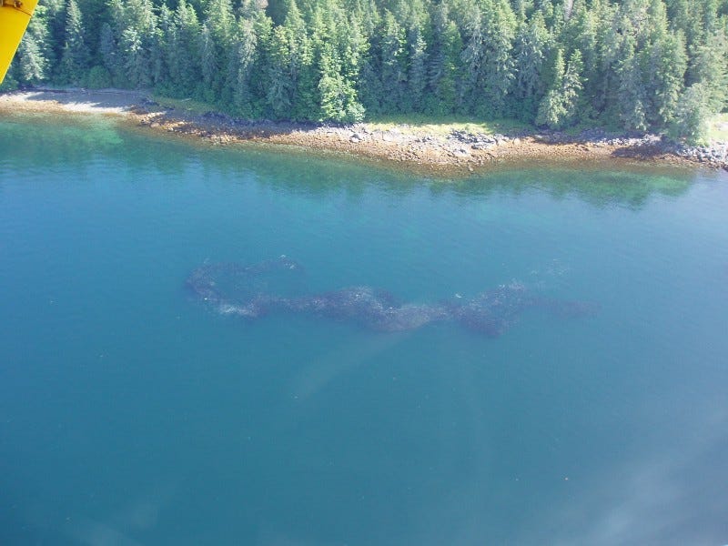 Where the River Meets the Tides: Salmon and Estuaries