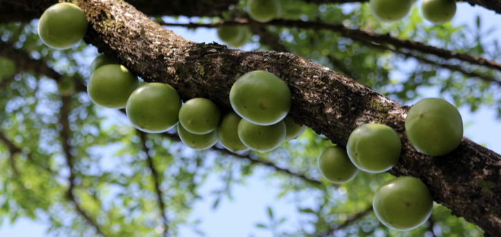 The Fruit of the Morro Tree [Crescentia alata] – Scott Meadows-Chowdhry ...
