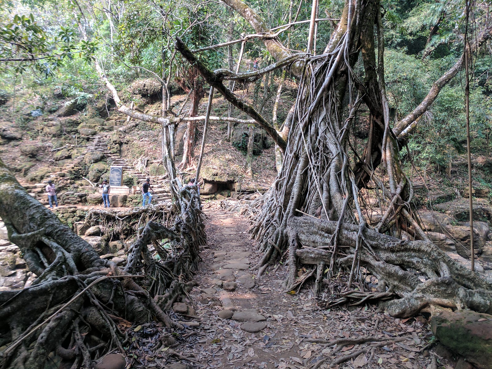 Living Root bridges of Meghalaya – Tommy Liu – Medium