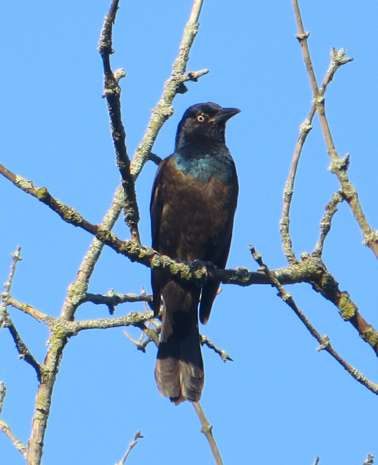Natural Hamilton in Pictures: Birds – Natural Hamilton in Pictures – Medium