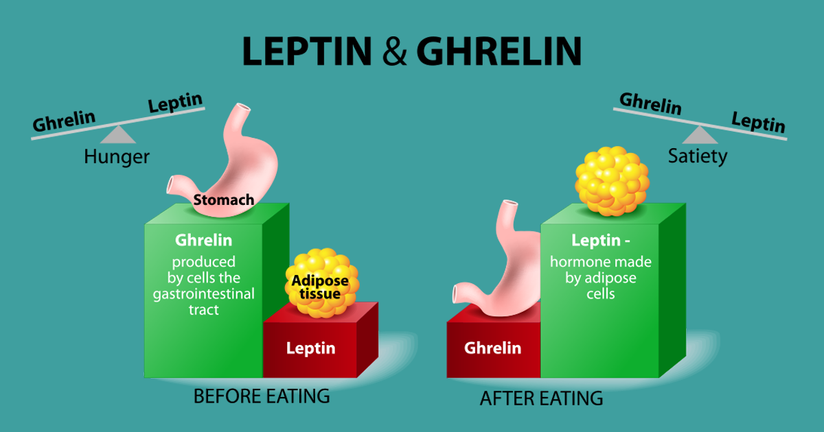 Food Images Ghrelin at Kevin Blankenship blog