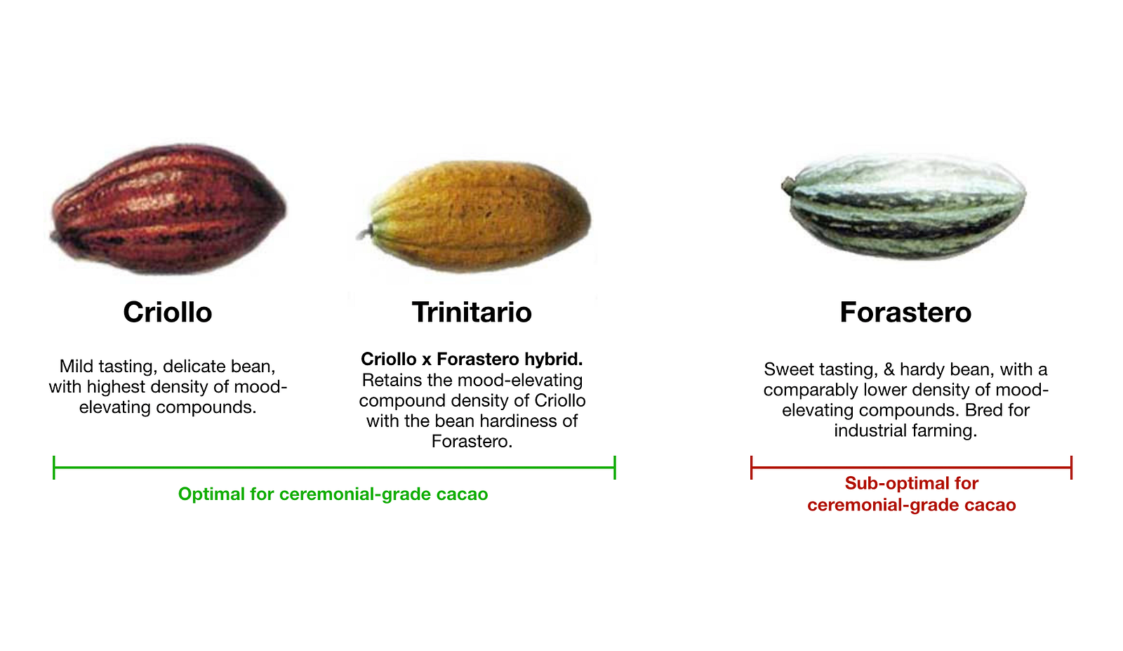 What Is Ceremonial Cacao & What Makes It “Ceremonial”?