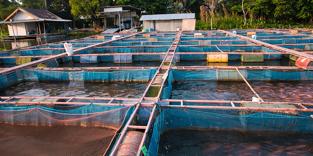 Aquaculture and tilapia: a fish that may tip the balance