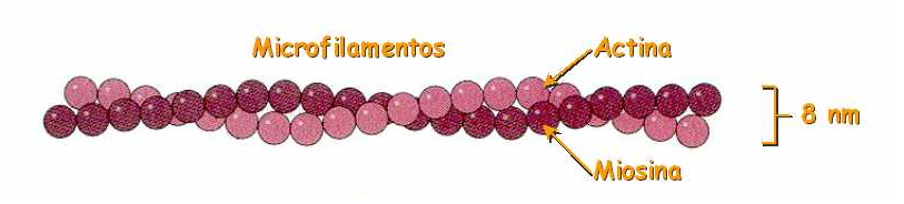 Citoesqueleto on emaze