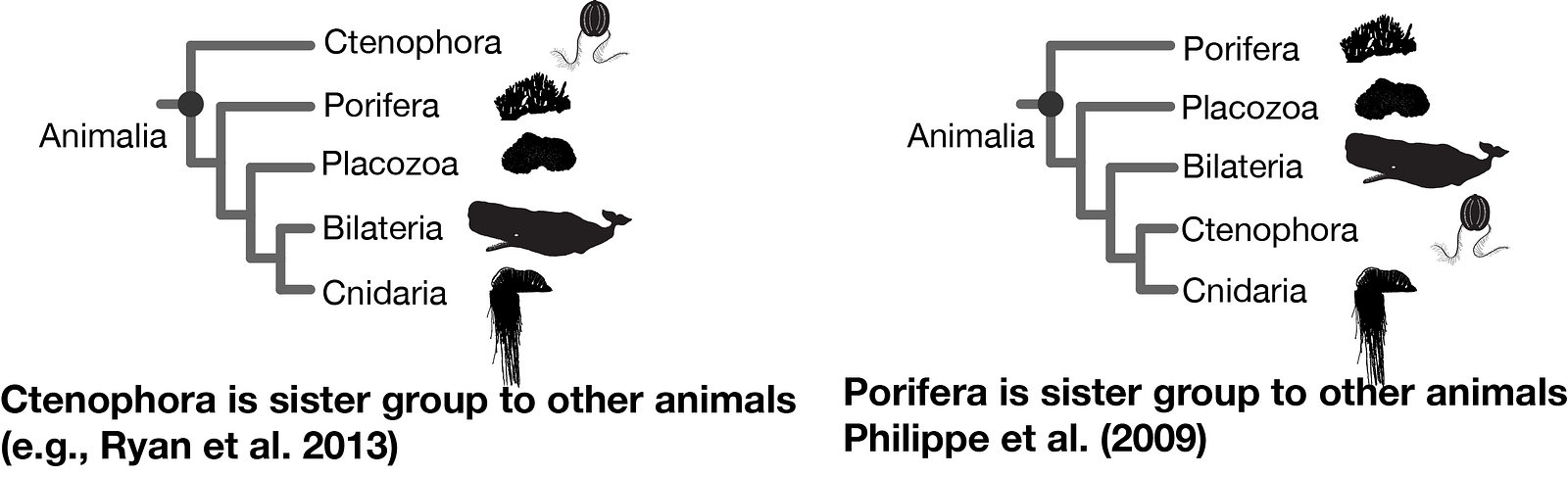 Who is our most distant animal relative? – Casey Dunn – Medium