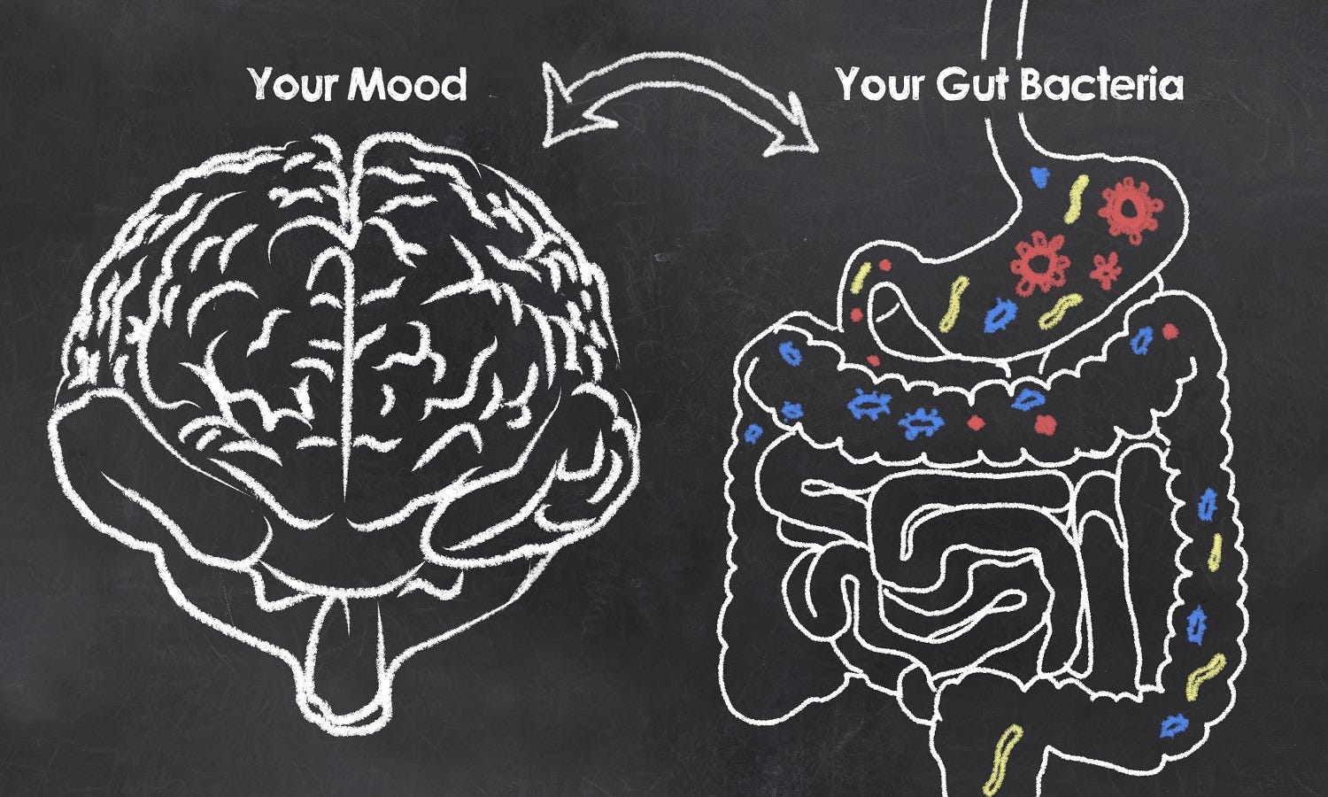 The Surprising Link Between The Brain, Gut Bacteria, And Anxiety