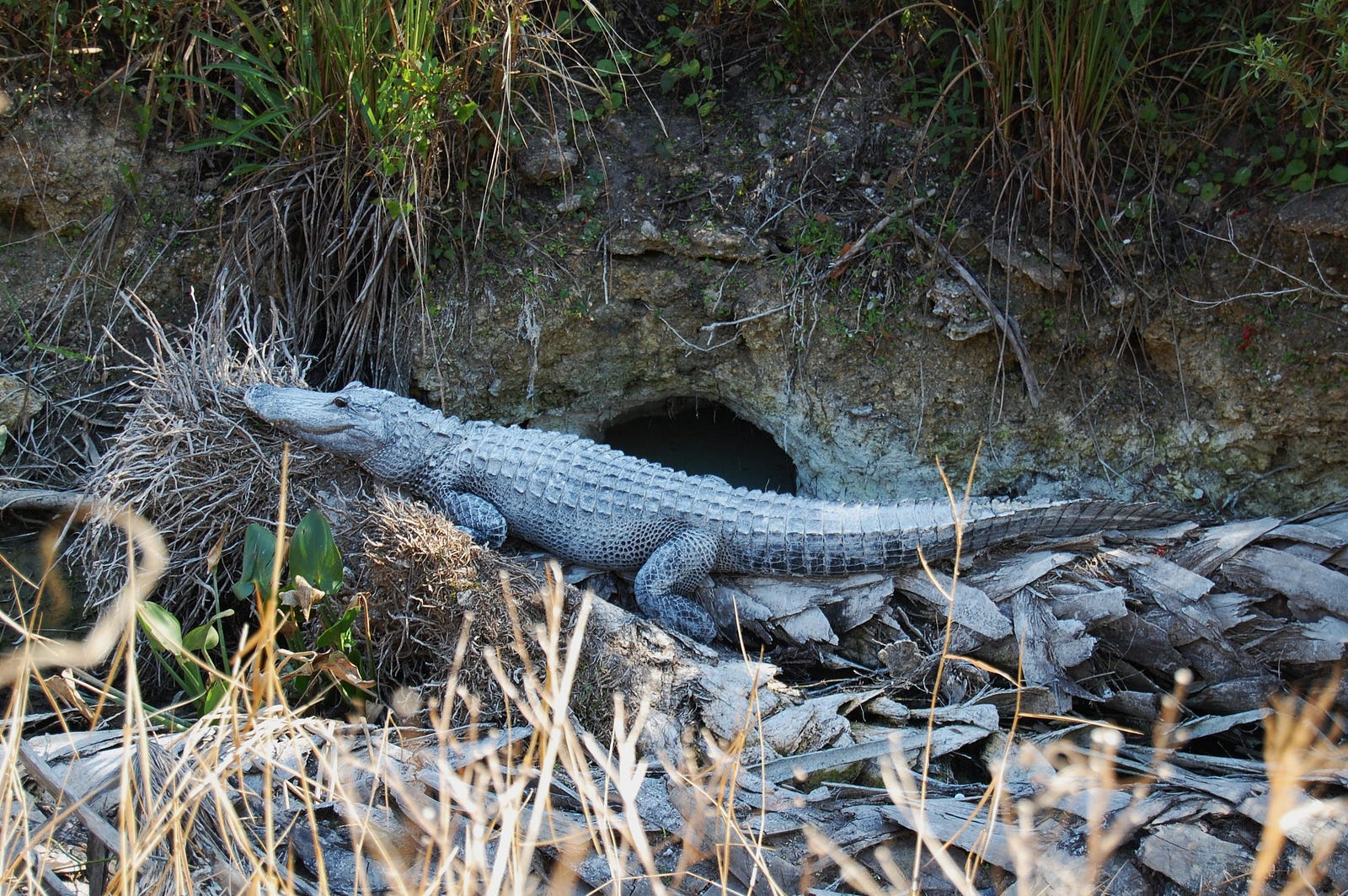 Why the Alligator is Actually Your Spirit Animal – New Scooters 4 Less ...