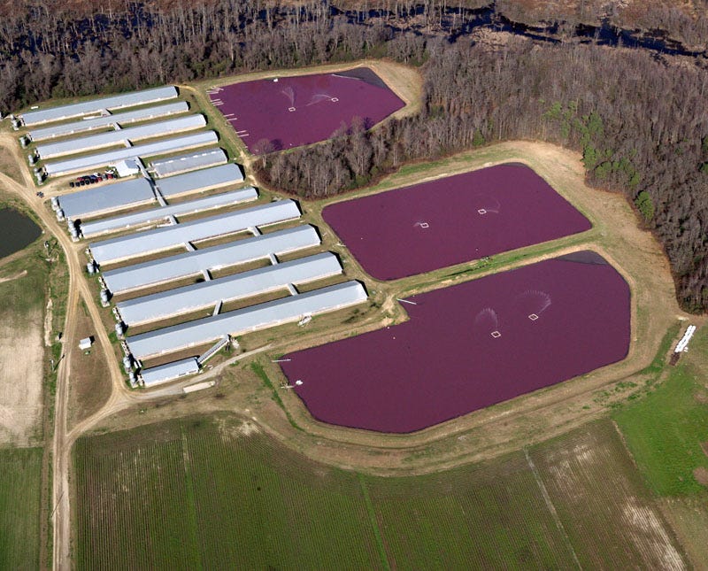 Pink Water & Pigs: Environmental Justice for Native Americans in North ...